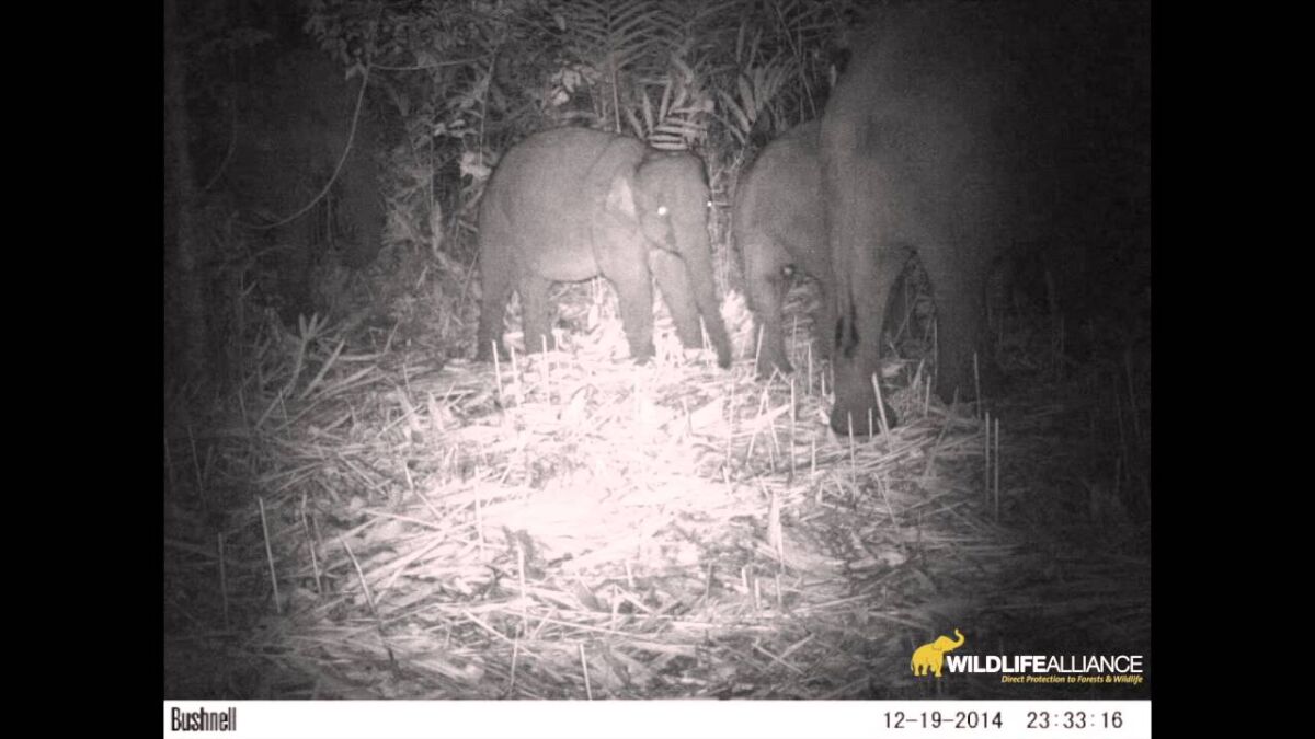 Camera Trap Captures Rare Footage of Elephant Herd in the Southern ...