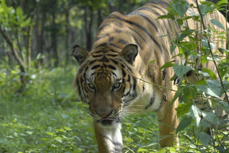 World's First Transnational Tiger Reintroduction Plan - Wildlife Alliance