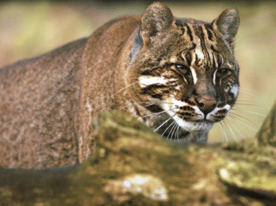 Golden Cat of the Cardamom’s - Wildlife Alliance