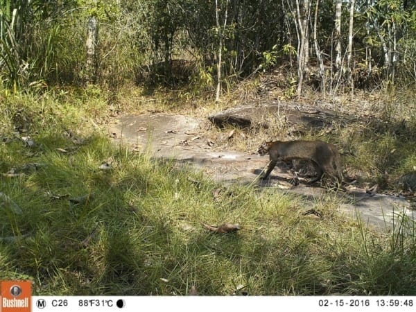 Rare Cat Species Spotted on Camera Trap Footage - Wildlife Alliance
