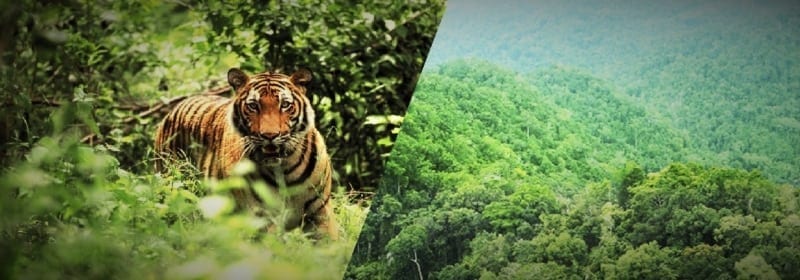 Cambodian Prime Minister Endorses Tiger Reintroduction Plans - Wildlife ...