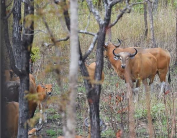 Banteng – a story with hope… - Wildlife Alliance