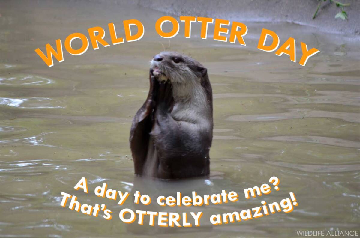 Otter 101 on World Otter Day ! - Wildlife Alliance