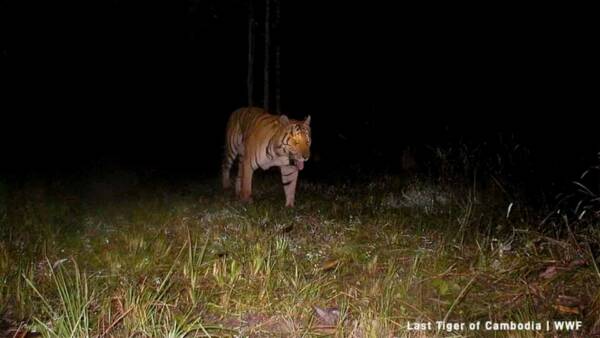 Tiger Reintroduction - Wildlife Alliance