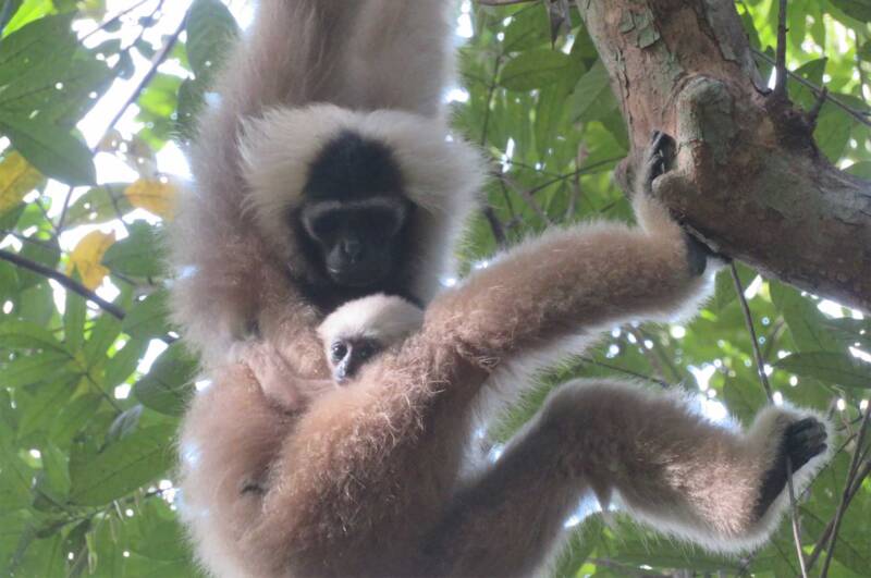Celebrating a New Generation: The Ongoing Success of the Re-Wilding ...