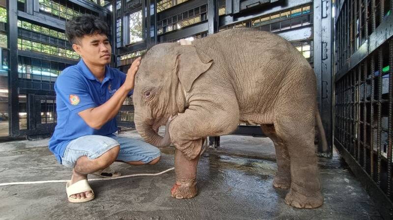 5-Month-Old Injured Elephant Rescued: Lomphat’s Journey to Safety ...