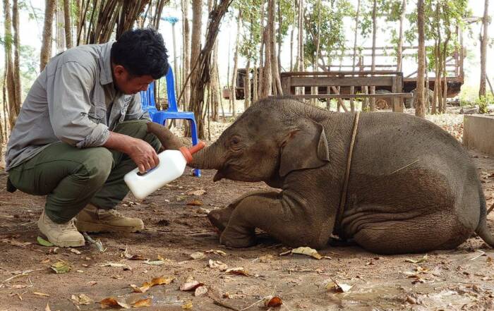 Human-elephant conflict Archives - Wildlife Alliance