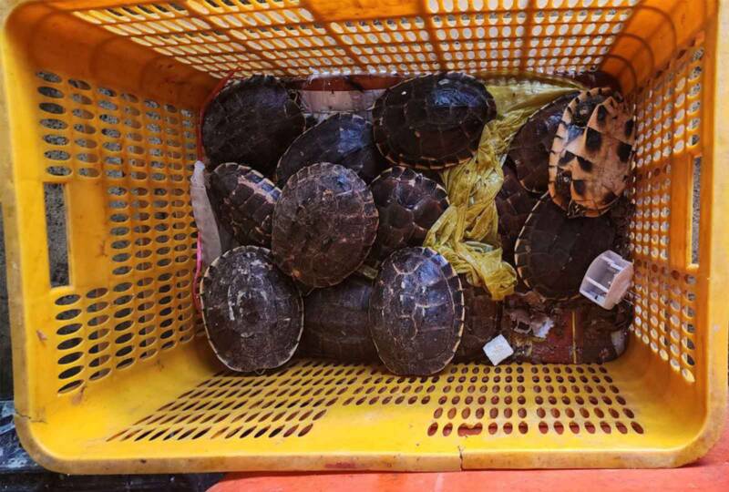 World Turtle Day - Wildlife Alliance